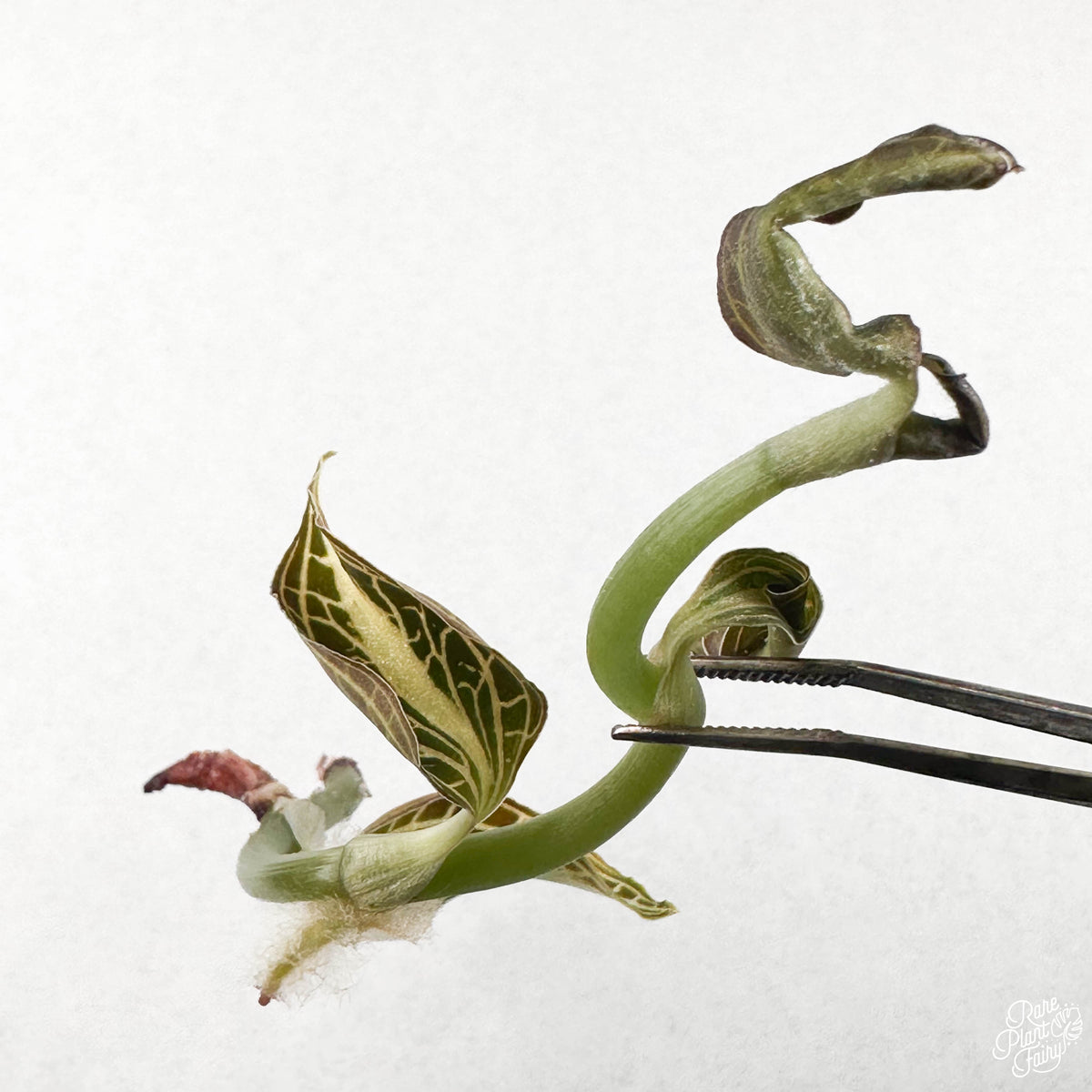 Anoectochilus albolineatus Center Variegated TC Plantlet – RPF Labs