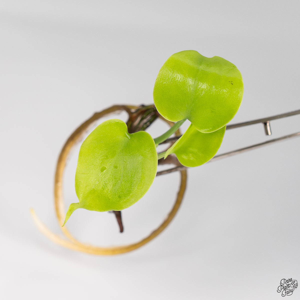 Monstera Lemon Lime (aka 'Full Cheese') TC Plantlet – RPF Labs