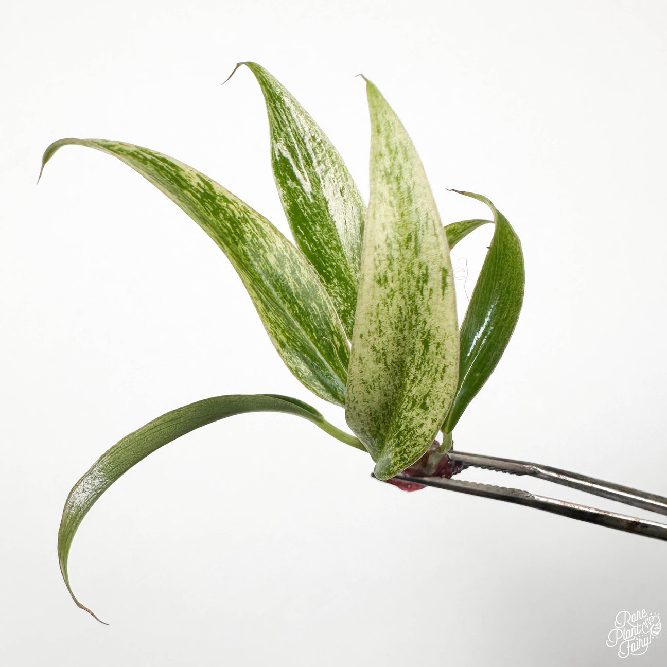 RPF Labs - Plant Tissue Culture Laboratories by Rare Plant Fairy